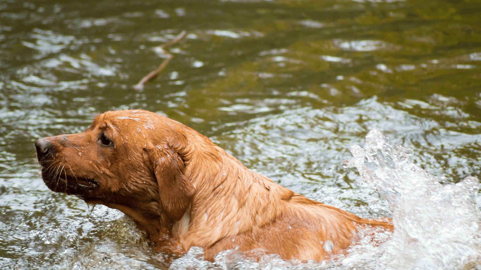 Are Yellow Labs Good Swimmers? - Yellow Lab Hub